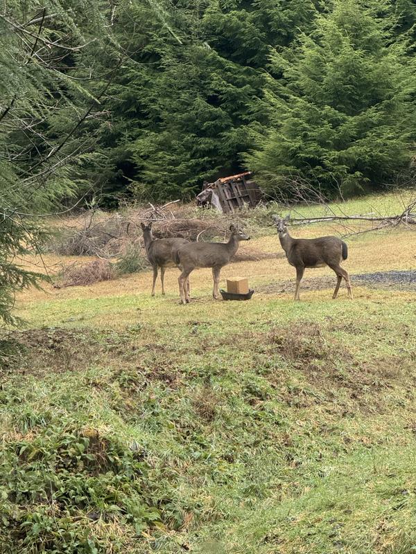 Purina AntlerMax Deer Block with Climate Guard, 33 lb. at Tractor Supply Co