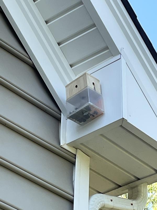 Bees N Things Universal Carpenter Bee Trap at Tractor Supply Co