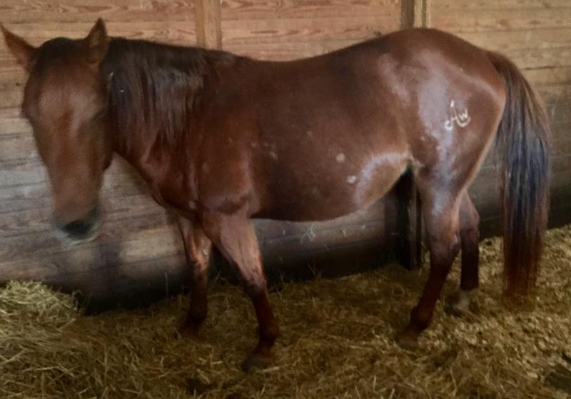 Purina Omolene #300 Growth Foal and Lactating Mare Horse Feed, 50 lb ...