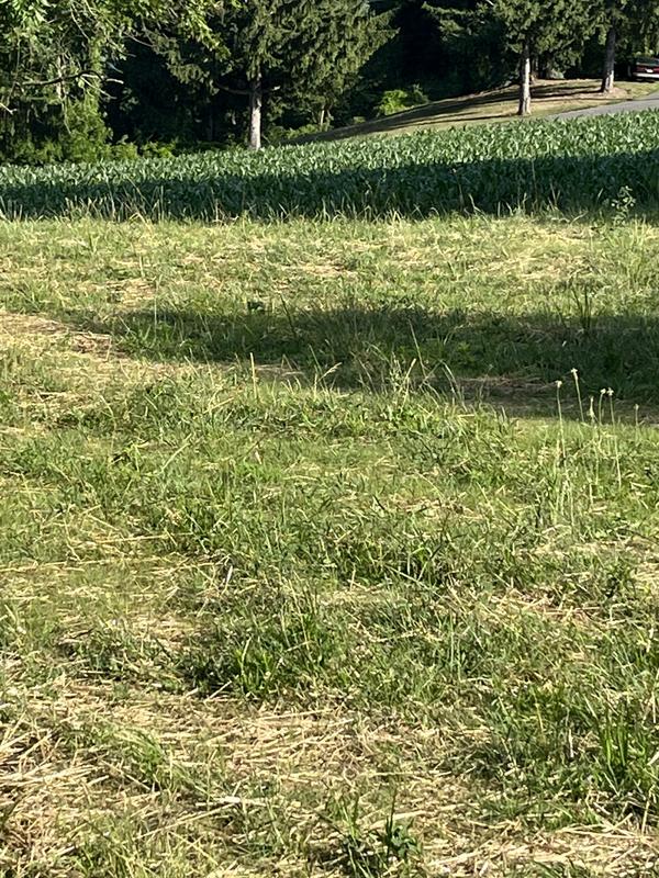 GroundWork 50 lb. 35,000 sq. ft. Landscapers Mix Grass Seed, North at ...