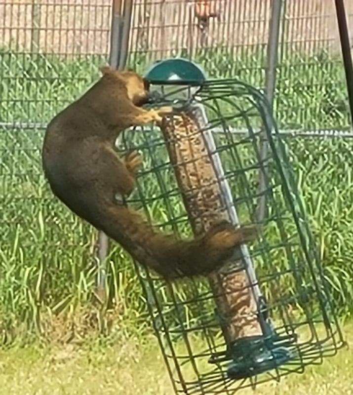 Squirrel-X 1.5 lb. Squirrel-Proof Caged Bird Feeder at Tractor Supply Co
