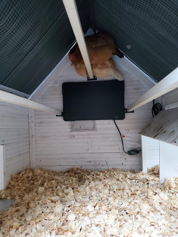 Producer's Pride Chicken Coop Brooder and Heater for 10 Birds at ...