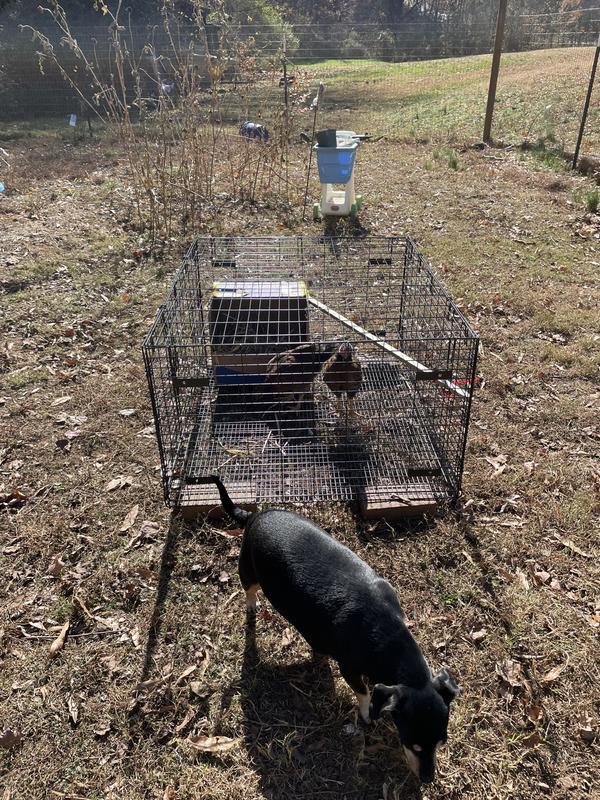 DuMOR Heavy-Duty Rabbit Cage, 36 in. x 30 in. at Tractor Supply Co