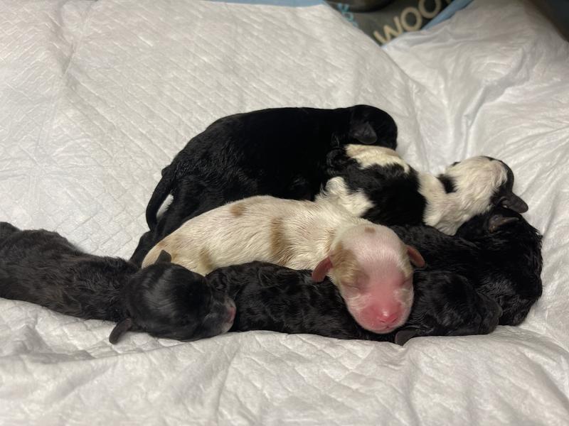 Manna Pro Colostrum Digestion Supplement, 16 oz. at Tractor Supply Co