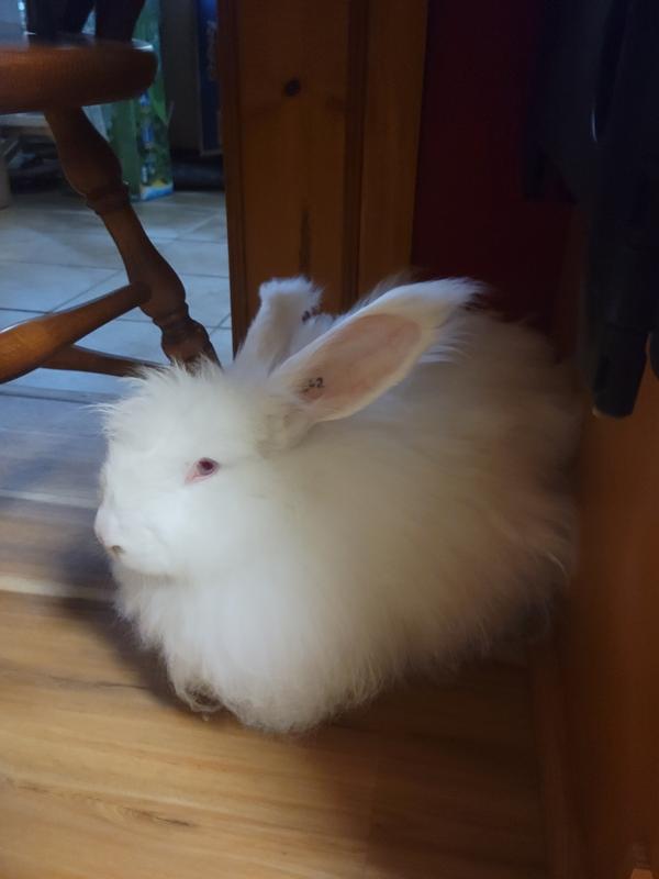 DuMOR Classic Diet Pelleted Corn-Free Pet Rabbit Food, 20 lb. Bag at ...