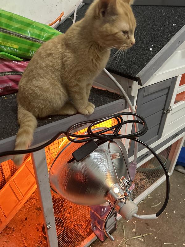 Producer's Pride 250W Red Heat Bulbs, 120V, 2-Pack at Tractor Supply Co.