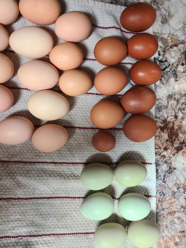 Producer's Pride Scratch Grains Poultry Feed, 50 lb. Bag at Tractor ...