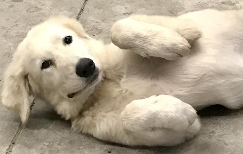 Flea Halt Flea and Tick Spray Plus Citronella Scent for Dogs, 32 oz. at ...