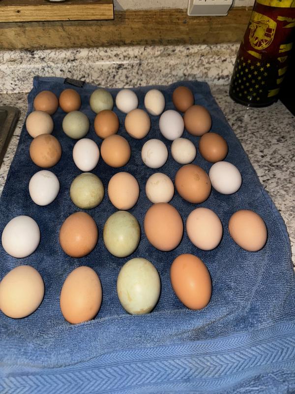 Purina Layena Layer Pelleted Chicken Feed, 50 lb. Bag at Tractor Supply Co