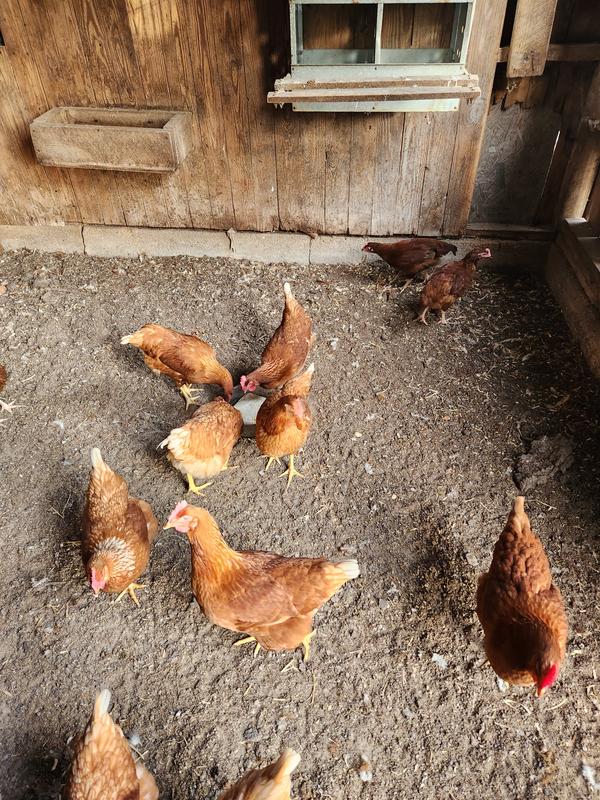 Purina Layena Layer Pelleted Chicken Feed at Tractor Supply Co