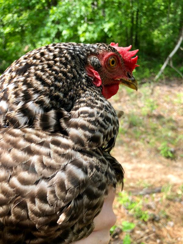 Vetericyn Plus Antimicrobial Poultry Care Spray, 8 oz. at Tractor Supply Co