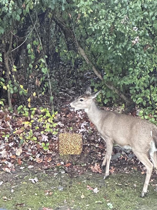 Record Rack 30 lb. 14% Protein Deer Block at Tractor Supply Co