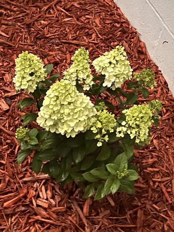 Proven Winners 2 gal. Potted Little Lime Punch Hydrangea Shrub at ...
