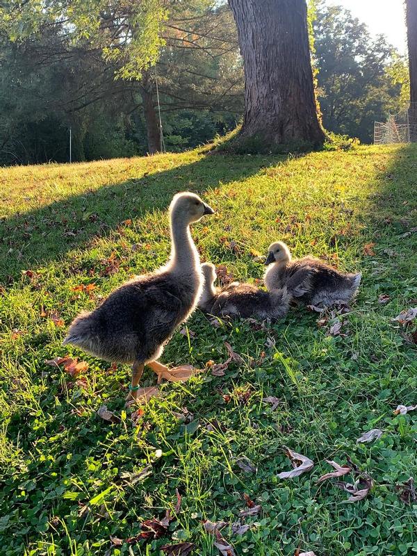 Mazuri Waterfowl Breeder Poultry Feed, 50 lb. Bag at Tractor Supply Co