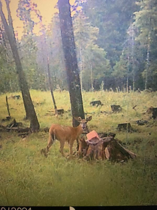 Mighty Deer Lick Sweet Apple Deer Attractant, 25 lb. Block at Tractor ...