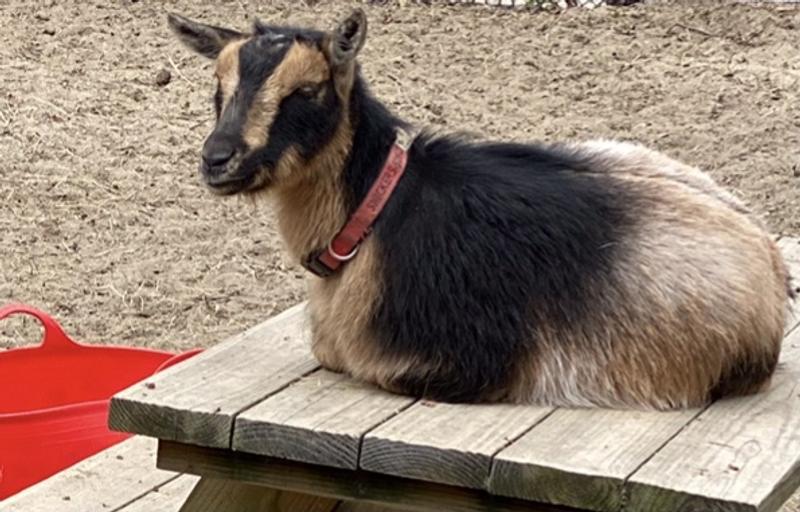 DuMOR Goat Mineral Block, 33 lb. at Tractor Supply Co