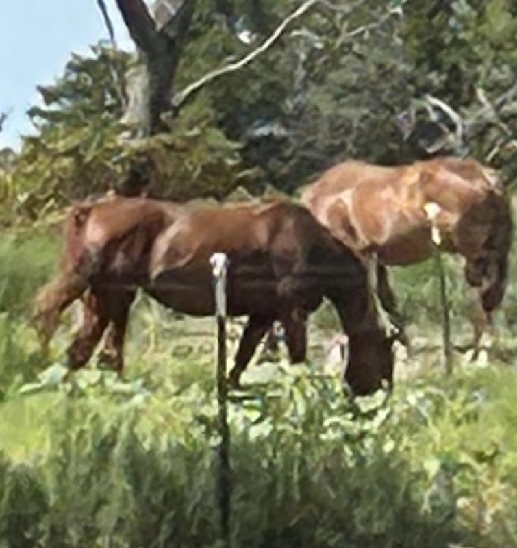 Nutrena Triumph 12-8 Pelleted Horse Feed, 50 lb. Bag at Tractor Supply Co.