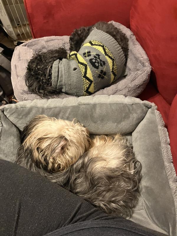 TRIXIE Replacement Filters to Remove Debris for TRIXIE Flower Pet ...