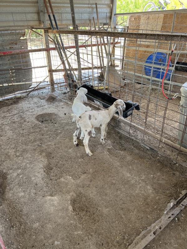 Purina Goat Grower 16 DQ .0015 Medicated Goat Feed, 50 lb. Bag at ...