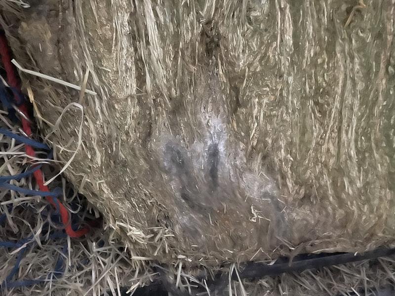 Standlee Premium Western Forage Orchard Grass Grab and Go Compressed ...