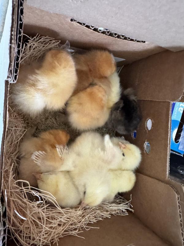 Hoover's Hatchery Live Rare Standard Package Chickens, 10 ct. Baby ...