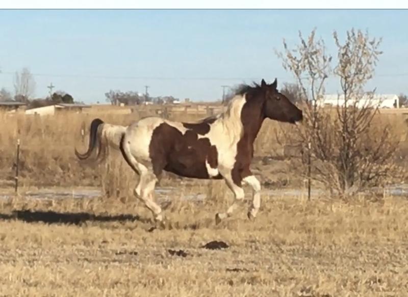 Purina Smart Edge Horse Feed, 50 lb. Bag at Tractor Supply Co.