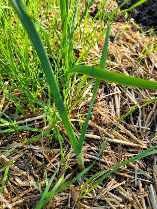 Pennington 2 cu. ft. Seeding Straw at Tractor Supply Co