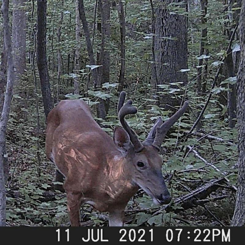 Evolved Habitats 1 gal. Buck Jam Apple Deer Attractant at Tractor Supply Co