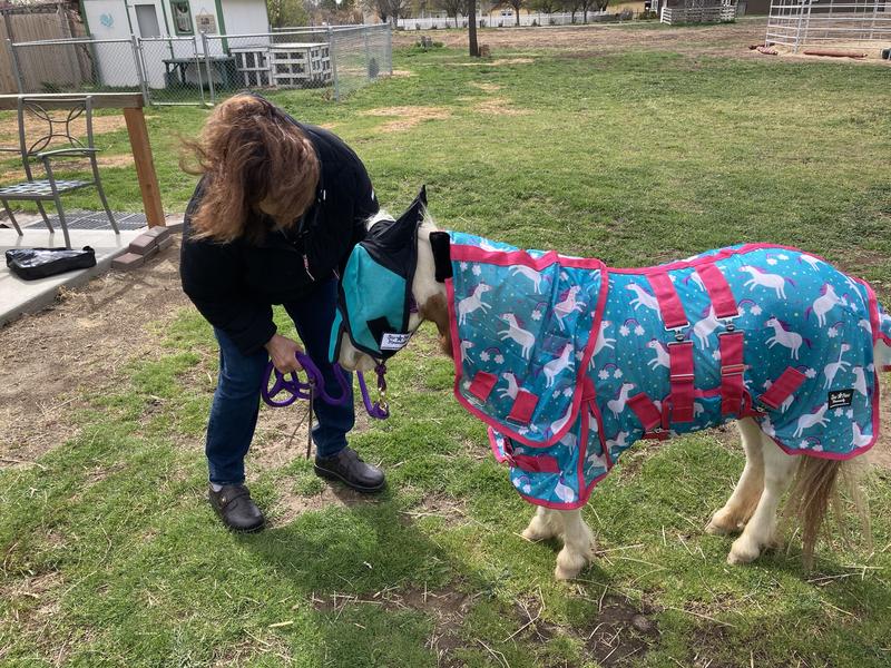 Star Point Horsemanship Unicorn Hooded Horse Fly Sheet at Tractor Supply Co