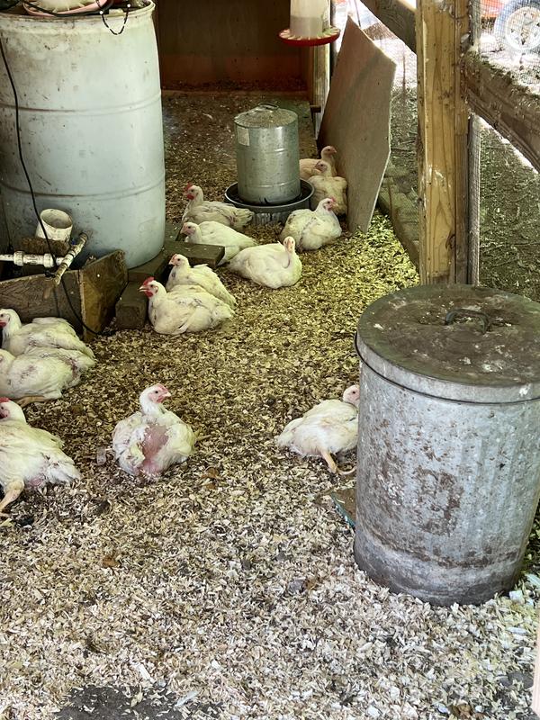 Purina Meat Bird Non-Medicated Crumbles Chicken Feed, 40 lb. Bag at ...