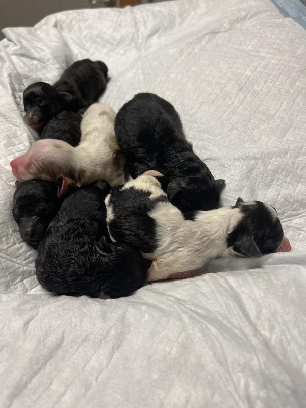 Manna Pro Colostrum Digestion Supplement, 16 oz. at Tractor Supply Co