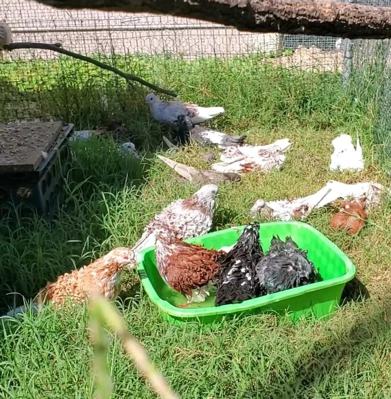 Mazuri Pigeon Checkers Pigeon Feed, 50 lb. Bag at Tractor Supply Co