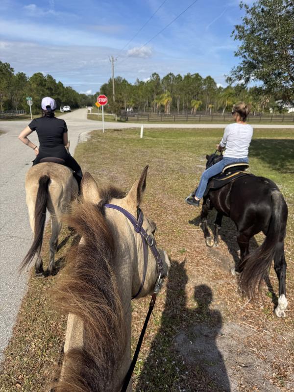 Nutrena Triumph 12-8 Pelleted Horse Feed, 50 lb. Bag at Tractor Supply Co