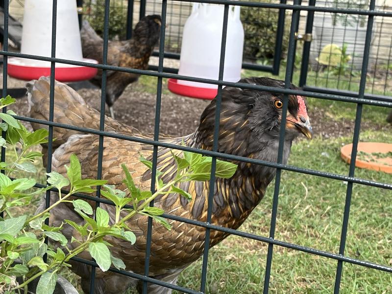 Producer's Pride Universal Poultry Pen, 24 Chicken Capacity, 8 ft. x 8 ...
