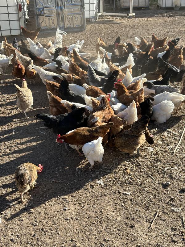 Producer's Pride 16% Layer Pelleted Chicken Feed, 50 lb. Bag at Tractor ...