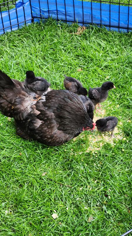 DuMOR 16% Layer Crumbled Chicken Feed, 50 lb. Bag at Tractor Supply Co.