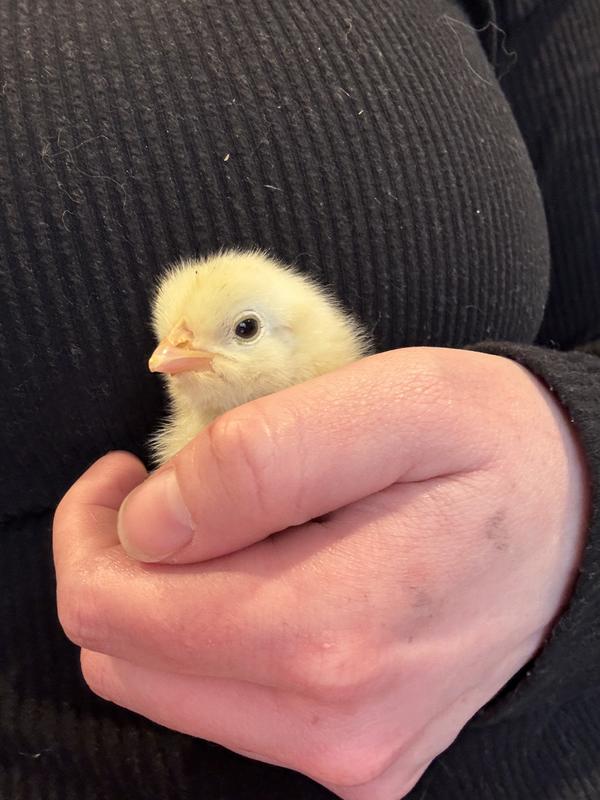 Hoover's Hatchery Live Rare Standard Package Chickens, 10 ct. Baby ...