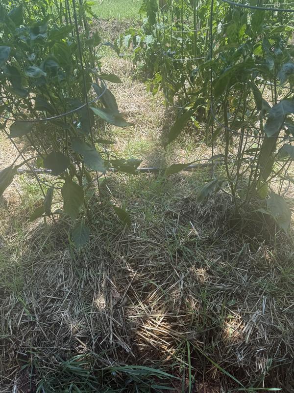 2-String Straw Bale at Tractor Supply Co