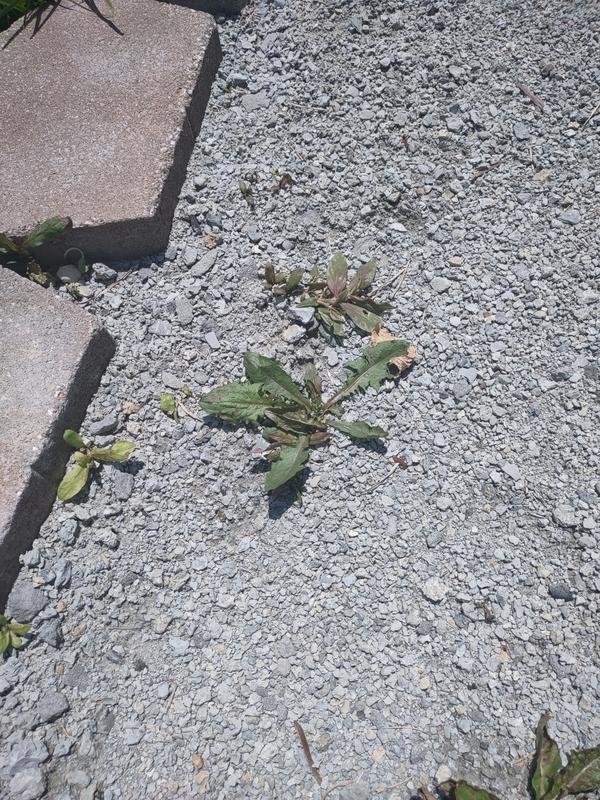 Gordon's 2.5 gal. Barrier Year-Long Vegetation Control, Concentrate at ...