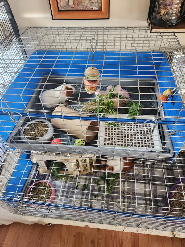 Blue Seal Pelleted Guinea Pig Food, 25 lb. Bag at Tractor Supply Co