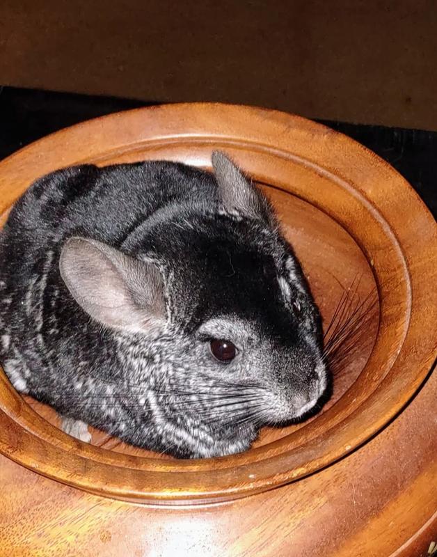 Mazuri Pelleted Chinchilla Food, 25 lb. Bag at Tractor Supply Co