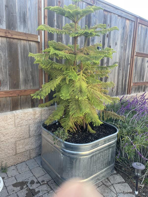 Behlen Country 120 gal. Galvanized Square Tank at Tractor Supply Co