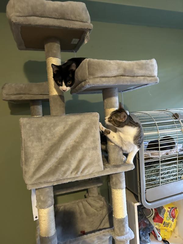 Paws & Claws 72 in. Large Climbing Cat Tower, Grey at Tractor Supply Co.