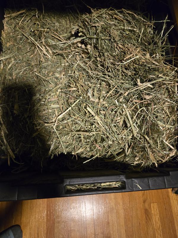 Standlee Premium Western Forage Orchard Grass Grab and Go Compressed ...