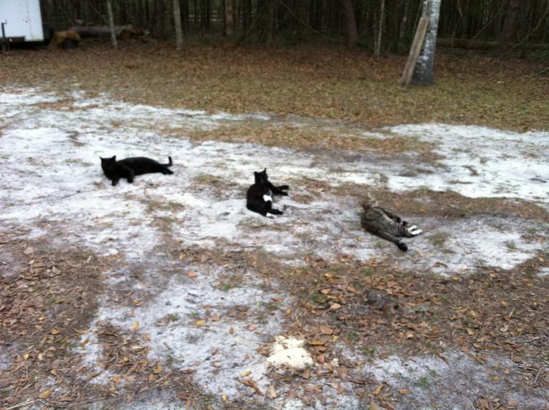 CatchMor Ratinator Rat Trap, 25 in. x 15 in. at Tractor Supply Co