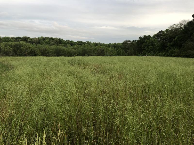 Remedy 1 gal. Herbicide, Concentrate at Tractor Supply Co