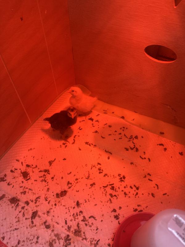 ImPECKables Chick Brooder Box at Tractor Supply Co