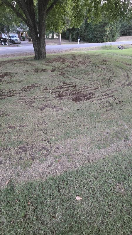 GroundWork 50 lb. 20,000 sq. ft. Ultra Premium Tall Fescue Grass Seed ...