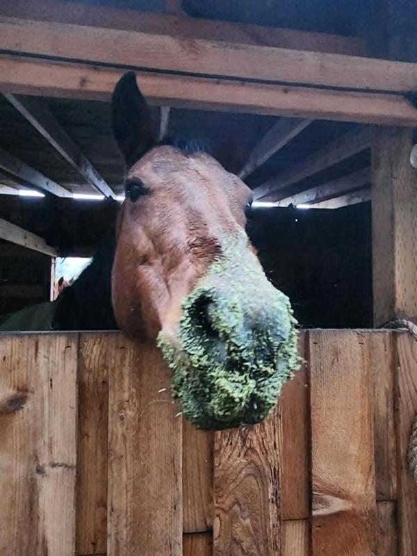 Lakin Milling Meadowlite Alfalfa/Timothy Fortified Pelleted Hay Feed ...