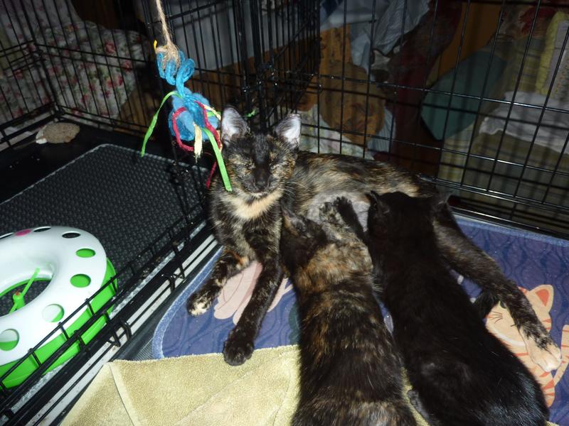 Banixx Medicated Horse and Pet Shampoo, 16 oz. at Tractor Supply Co